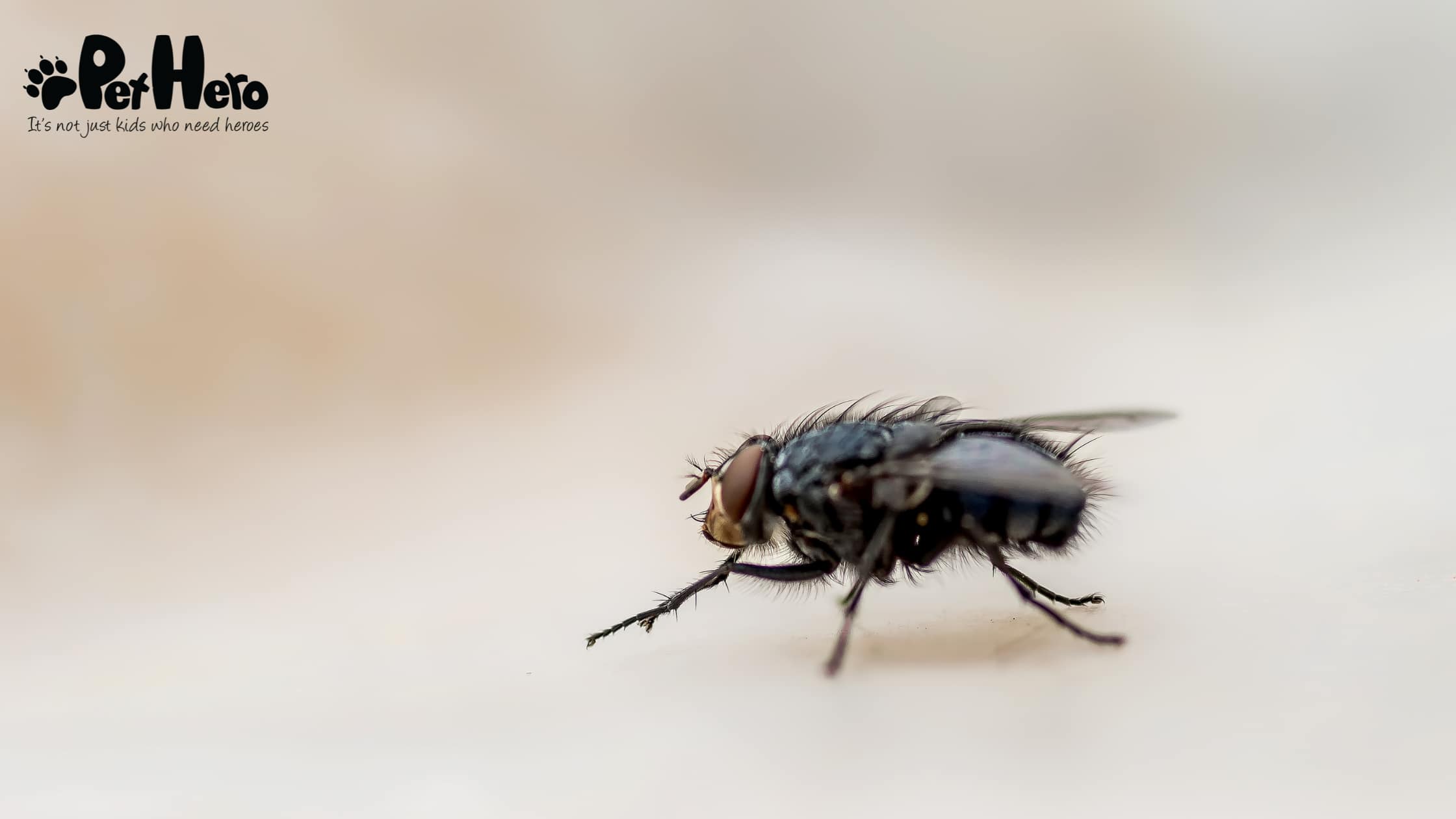 How to keep flies off your dogs | Pet Hero