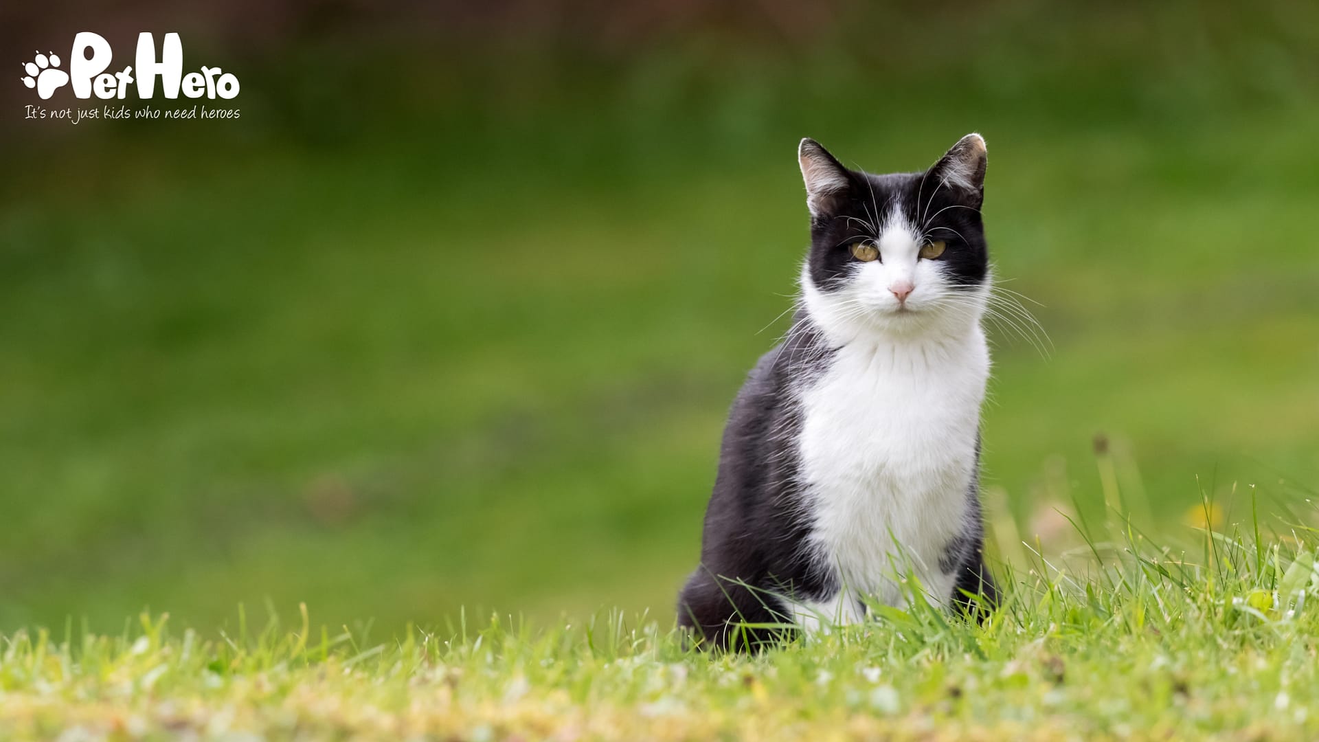 Cat Training - Teaching Your Feline How To Sit | Pet Hero