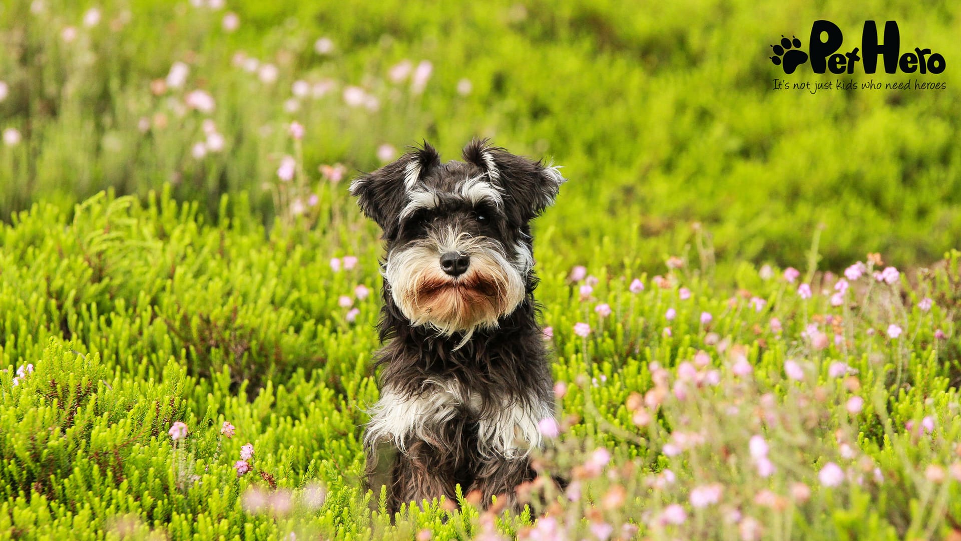 Miniature Schnauzer breed - Facts and traits | Pet Hero
