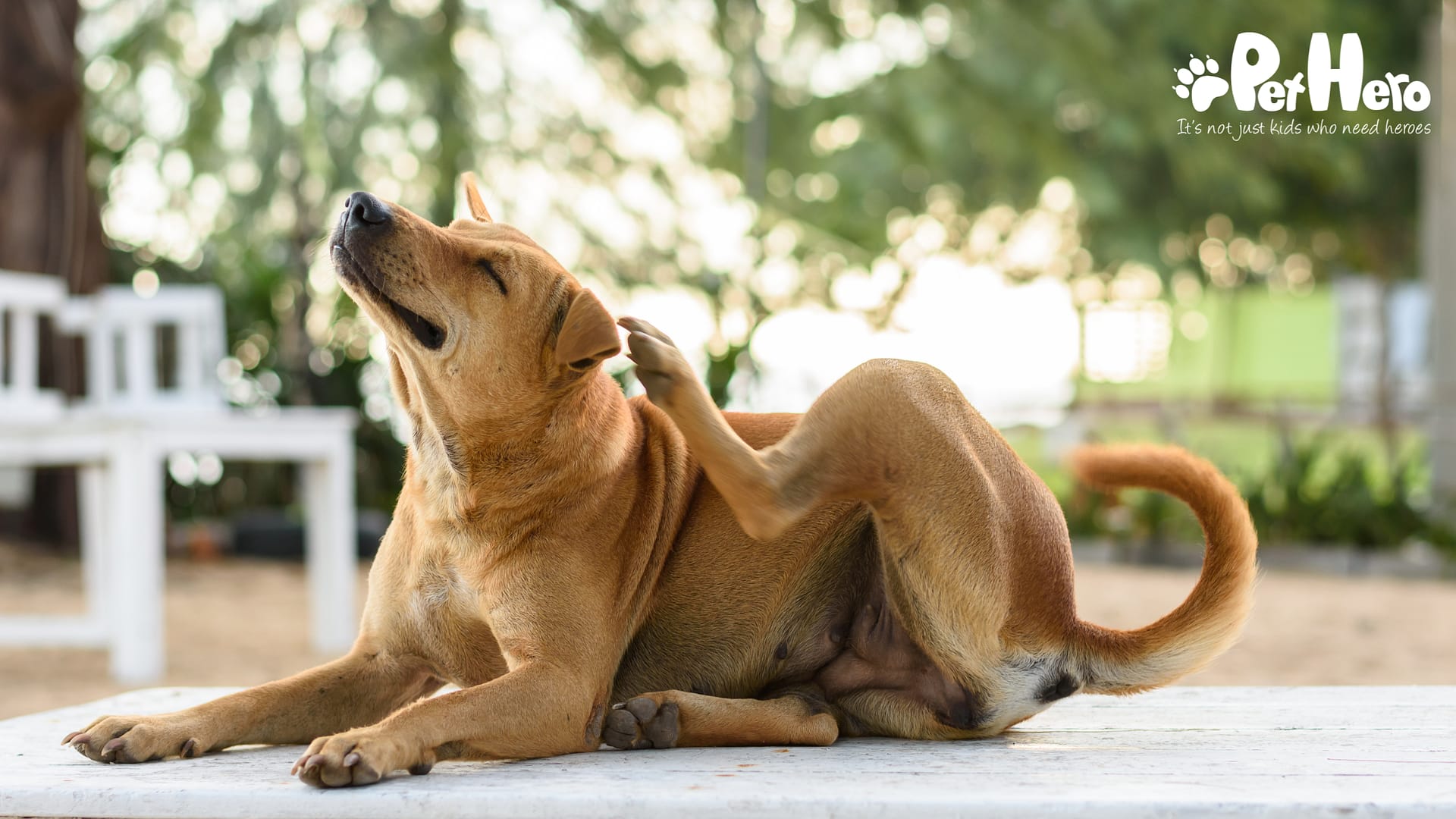 How to treat dog hot spots | Pet Hero
