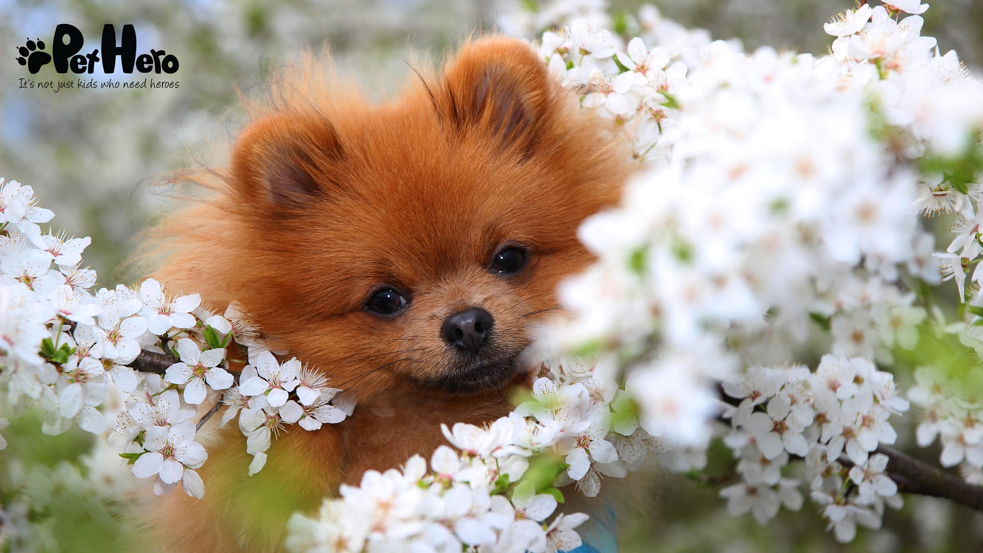 Pomeranian breed - Facts and traits | Pet Hero
