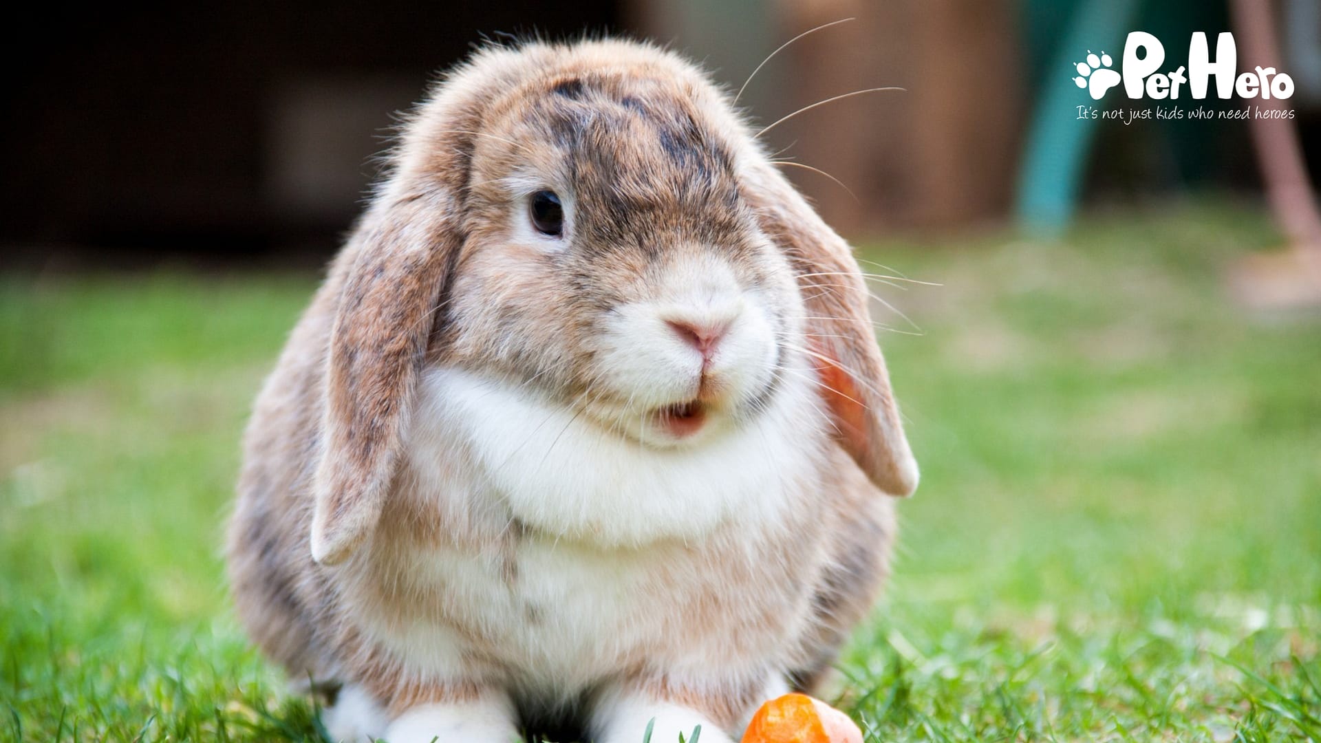 How to Train Your Rabbit | Pet Hero