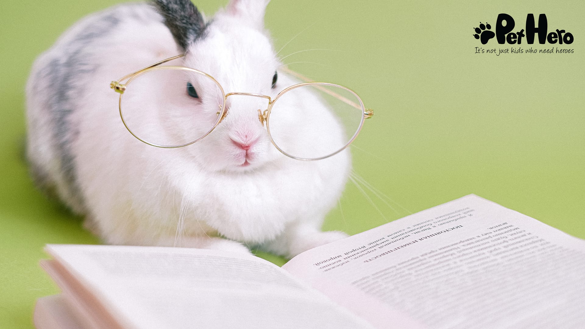 Do rabbits make good house pets? | Pet Hero