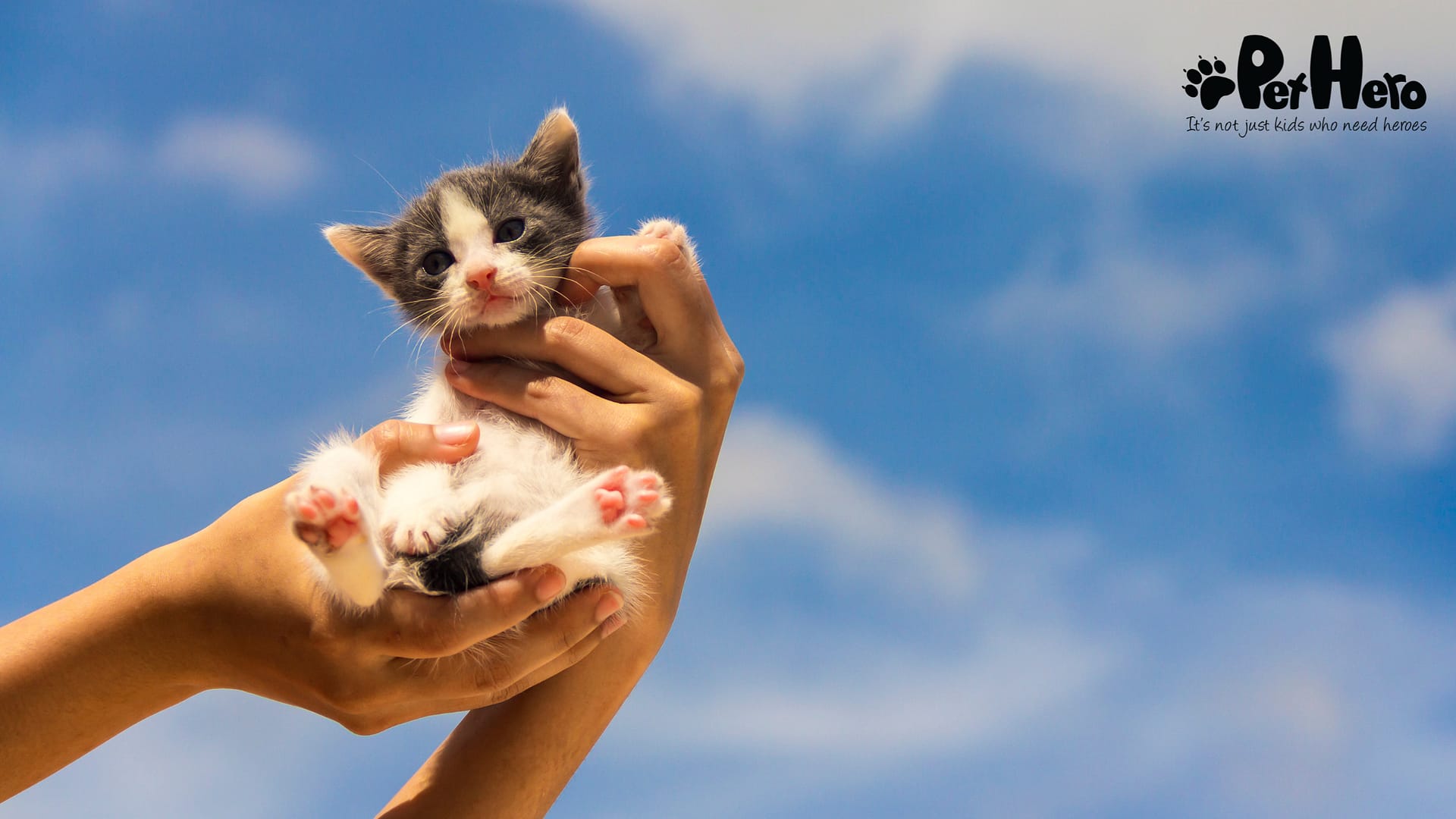 How to adopt a cat and find your purrfect companion | Pet Hero