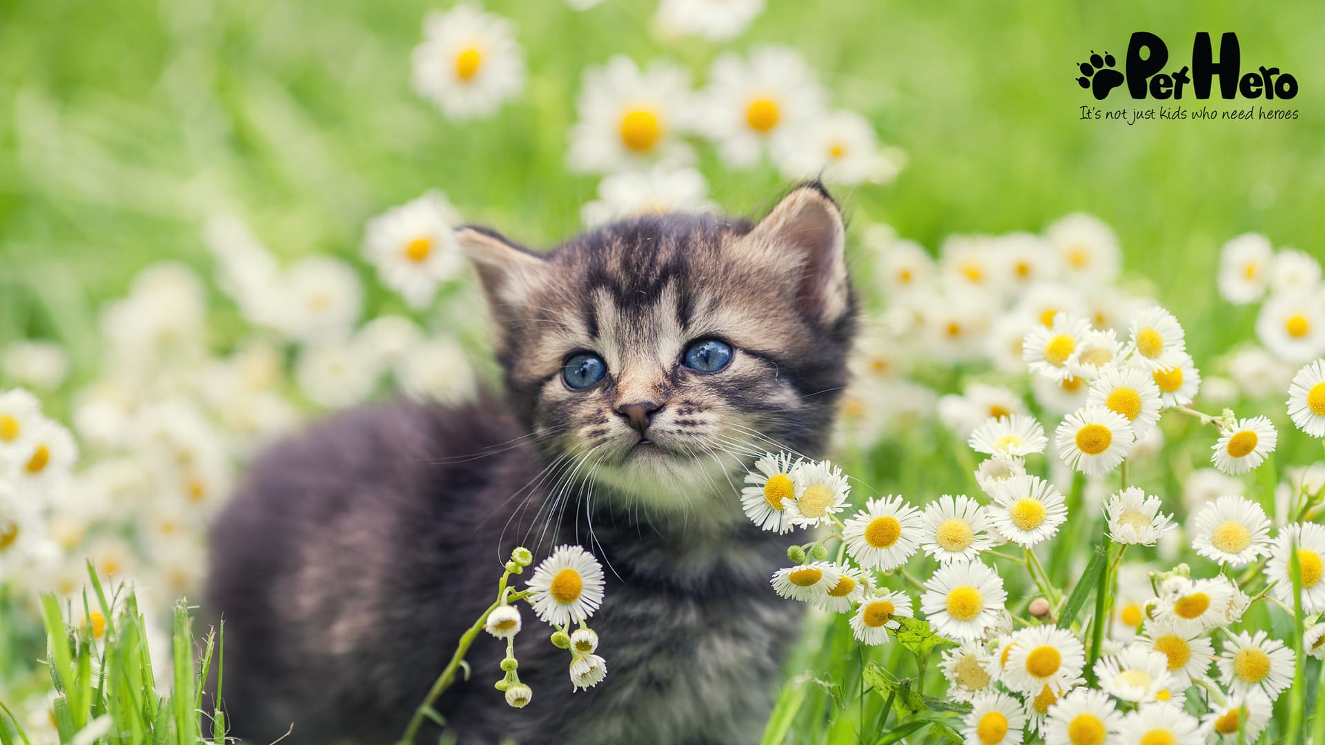 Kitten Starter Kit Checklist: What You Need For A New Kitten | Pet Hero