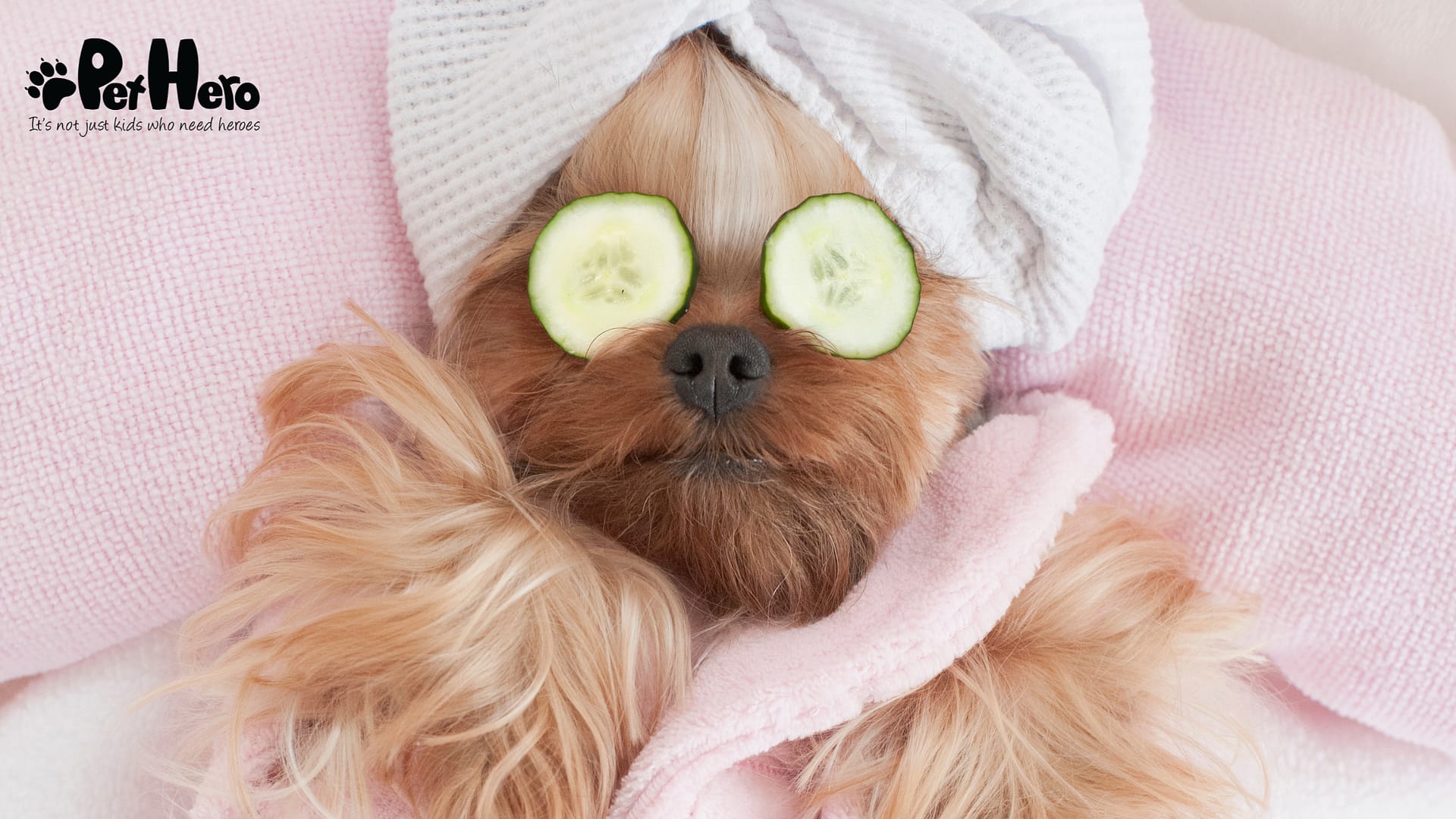 5 Ways To Improve Your Dog's Skin And Coat Health | Pet Hero