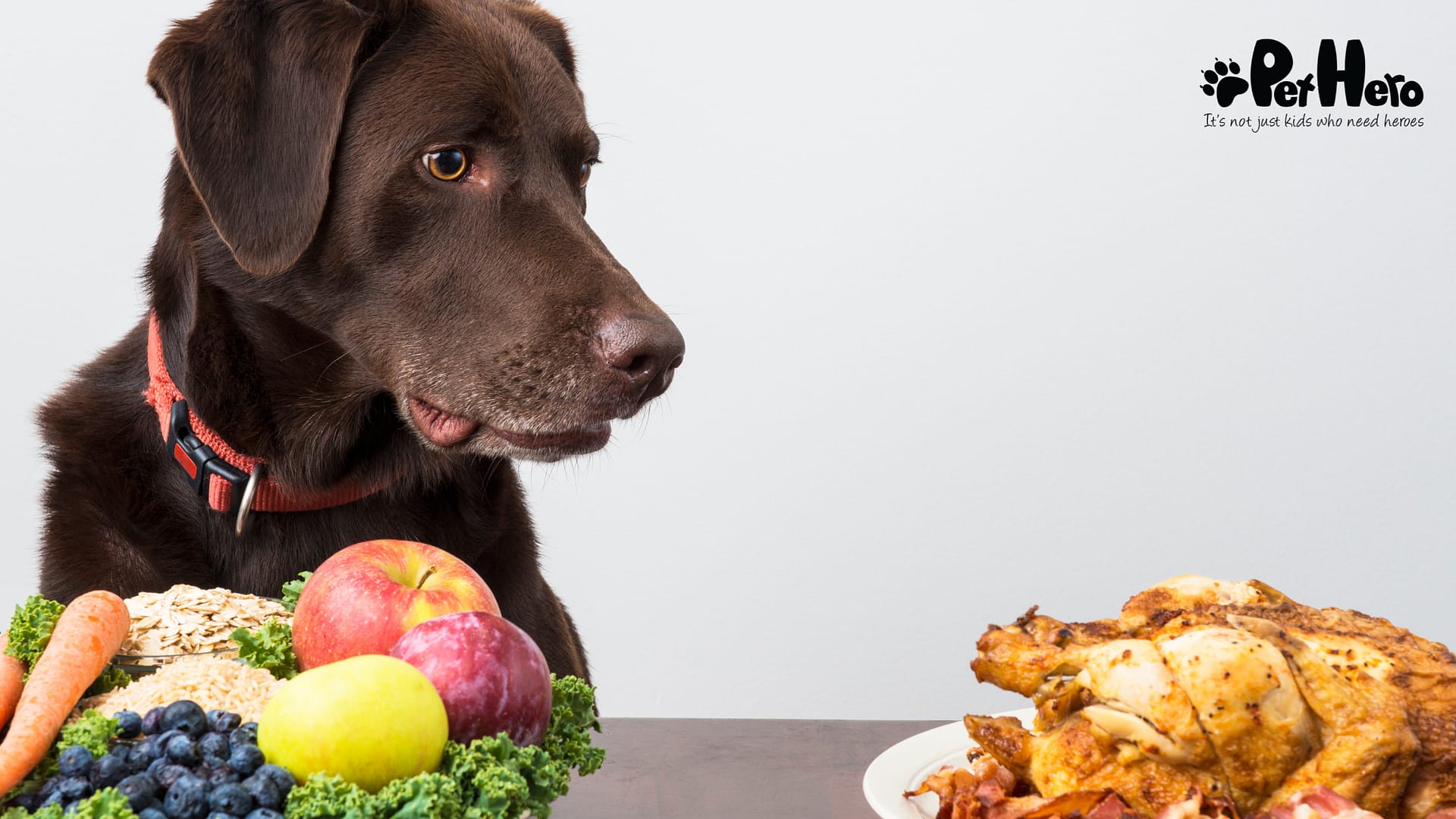 The Ultimutt Q&A On Designer Diets For Dogs | Pet Hero