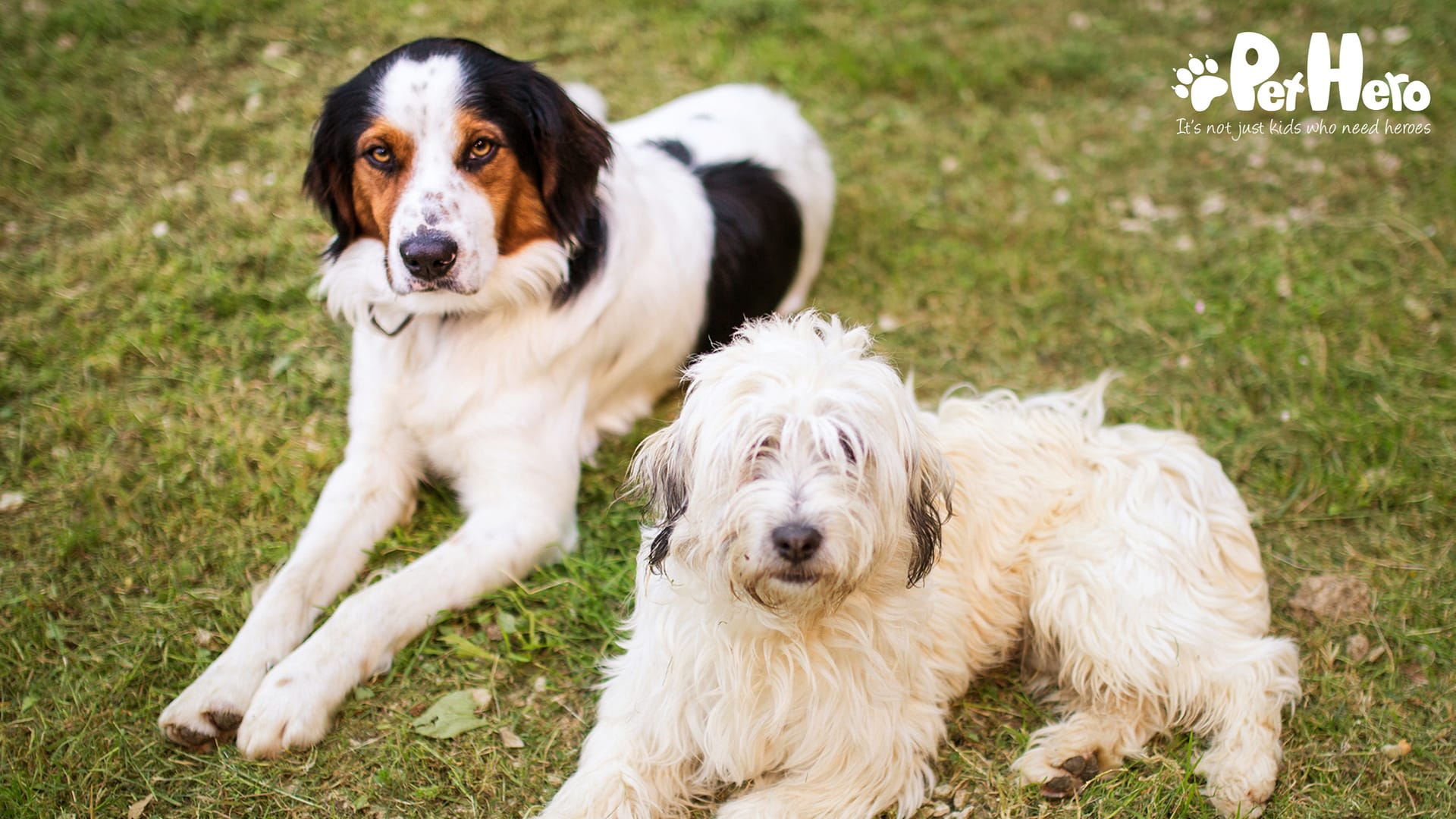 Why you should get a mutt | Pet Hero