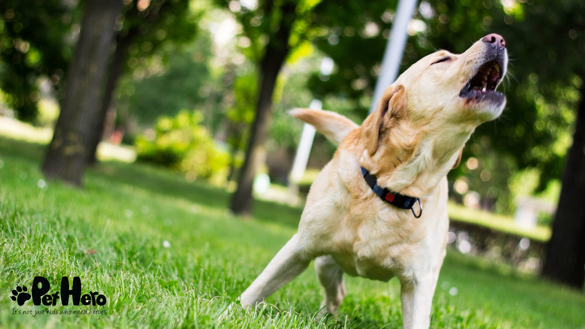 Why is my dog constantly barking? - How can I reduce it? | Pet Hero