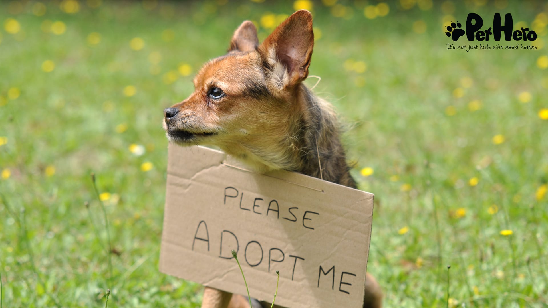 How to adopt a dog and find your best friend | Pet Hero