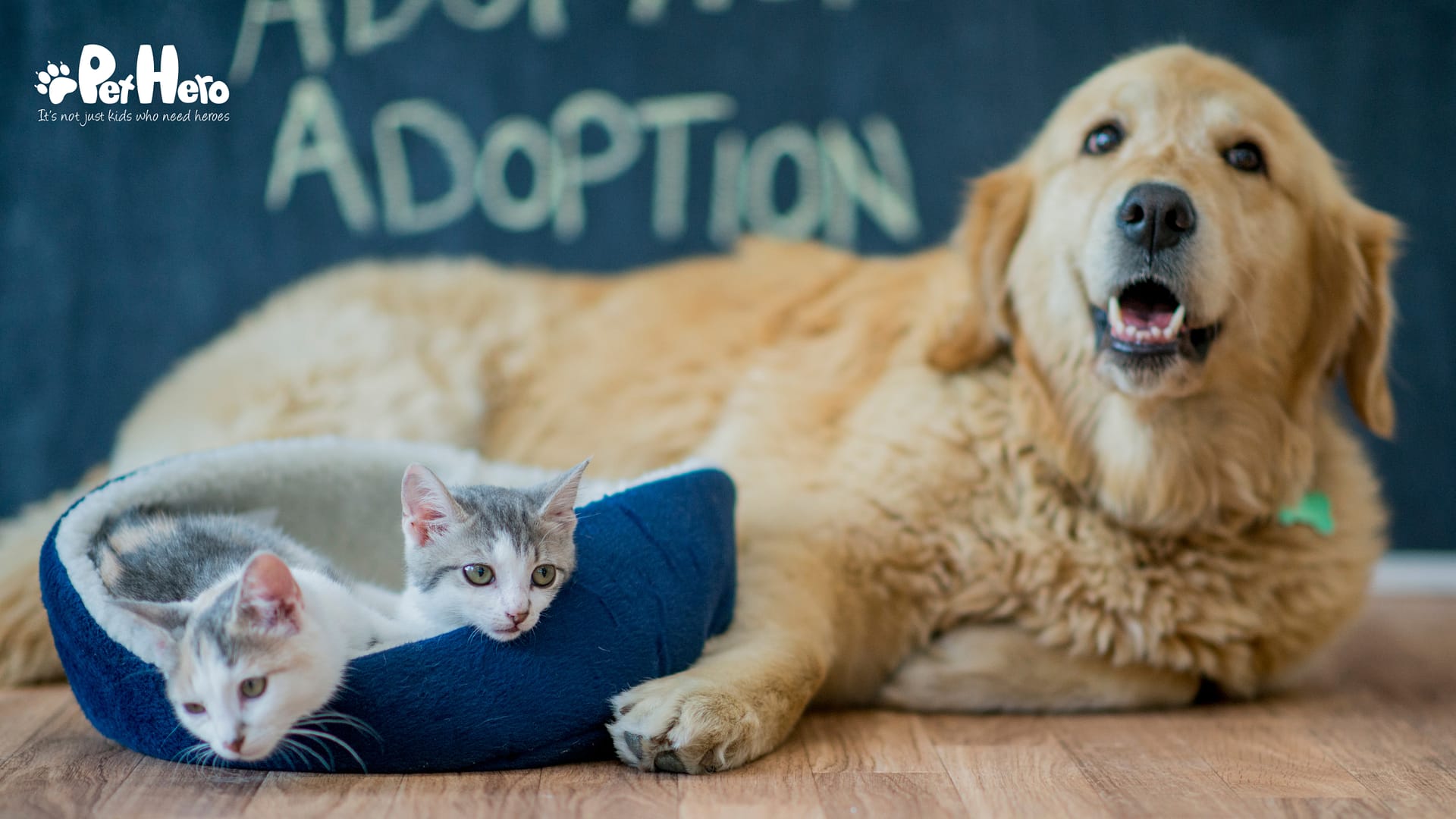 How much does it cost to own pets in South Africa?
