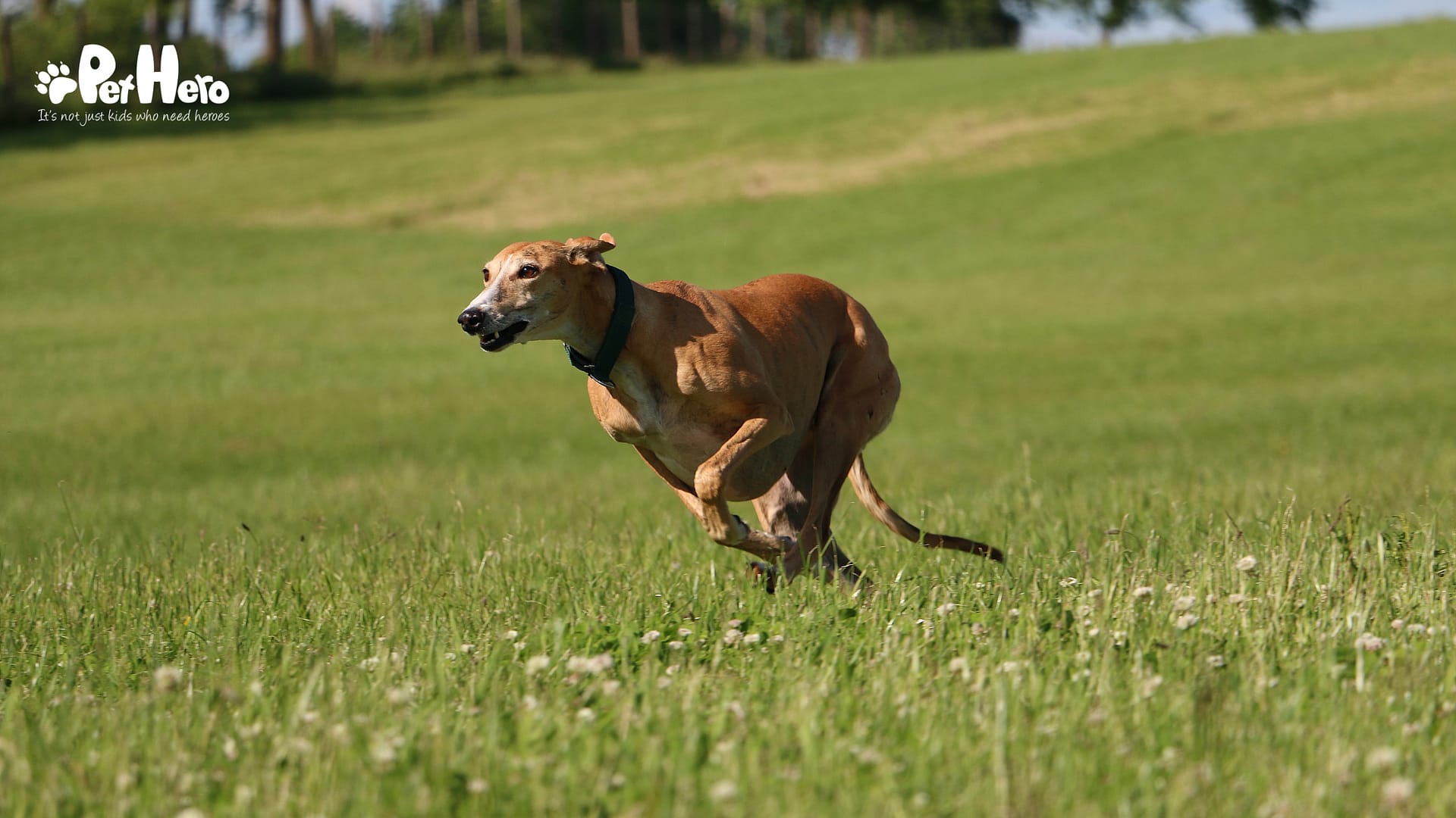 The world’s fastest dogs