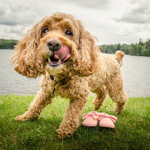 Cockapoo | Pet Hero