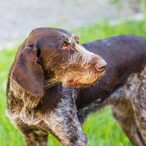 German Wirehaired Pointer | Pet Hero