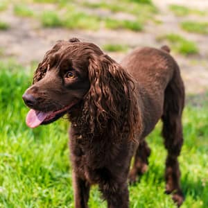 German Spaniel | Pet Hero