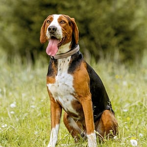 Finnish Hound | Pet Hero