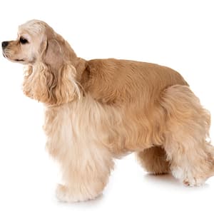 American Cocker Spaniel | Pet Hero