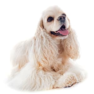 American Cocker Spaniel | Pet Hero