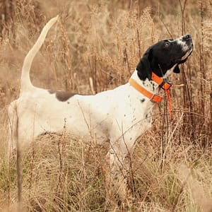 Pointer (English Pointer) | Pet Hero