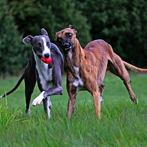 Whippet | Pet Hero