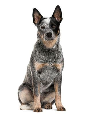 Top 10 Smartest Dogs | Pet Hero