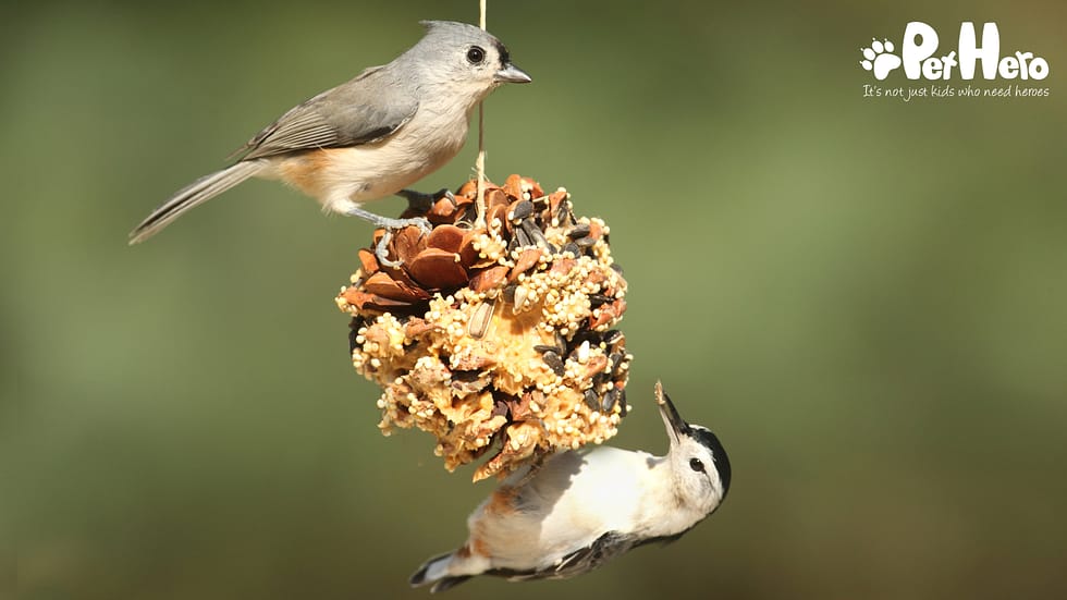 Can Oats Attract Birds: Surprising Benefits for Your Backyard Wildlife ...