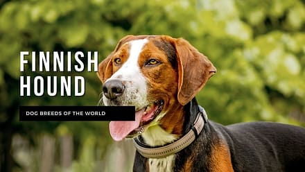 Finnish hound | Pet Hero