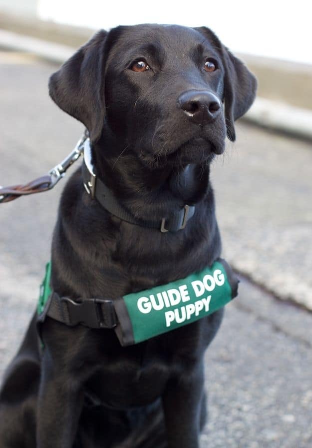Guide dogs for the blind and visually impaired | Pet Hero