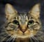 Domestic shorthair cat breed - Facts and traits | Pet Hero