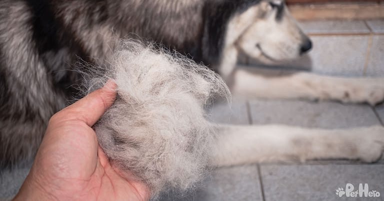 5 Reasons Dogs Lose Their Hair And How To Stop It | Pet Hero