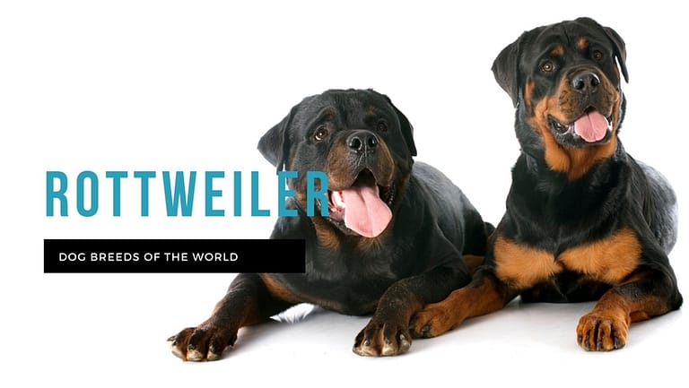 Everything to Know About the Rottweiler Dog Breed | Pet Hero