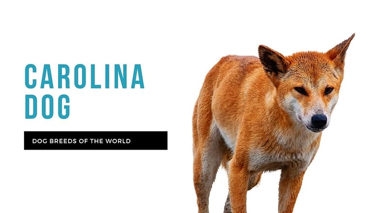 Everything to Know About the Carolina Dog Breed | Pet Hero