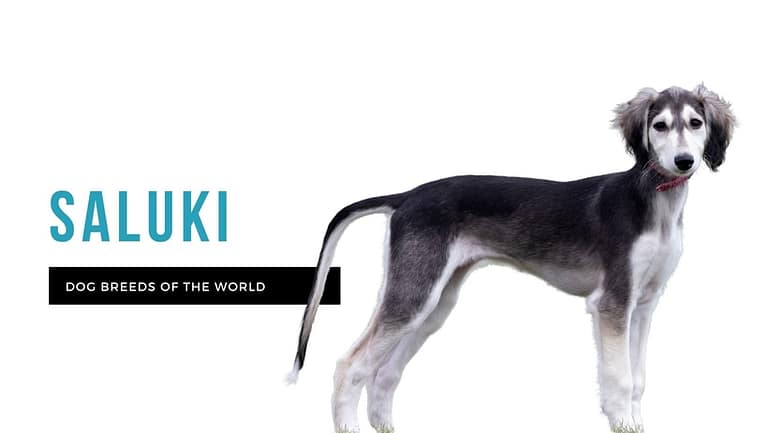 Everything to Know About the Saluki Dog Breed | Pet Hero