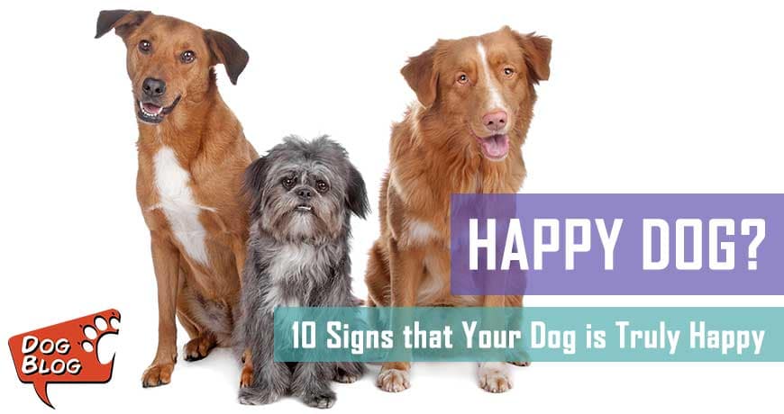 How To Choose The Right Pet Toys For Your Dog | Pet Hero