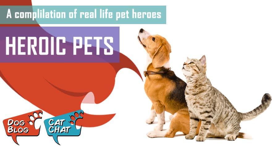 Proudly South African - Pets Who Saved Lives | Pet Hero