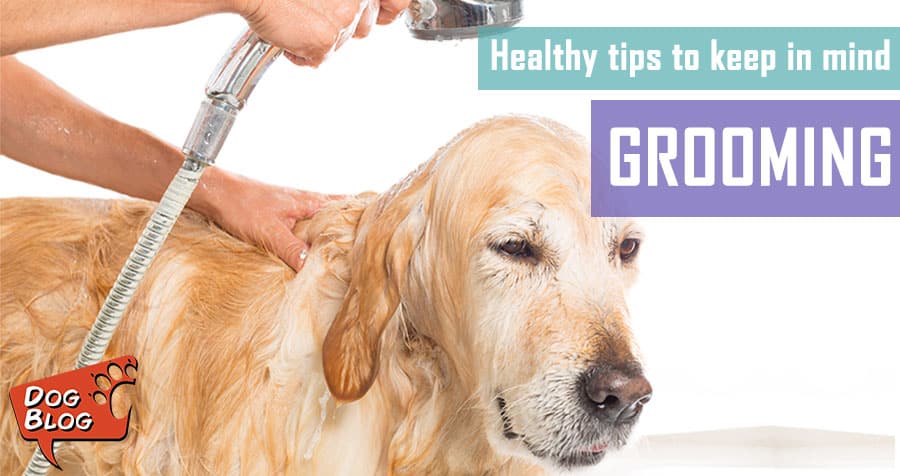 A Step-by-step Guide To Dog Grooming | Pet Hero