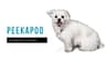 Everything to Know About the Peekapoo Dog Breed | Pet Hero
