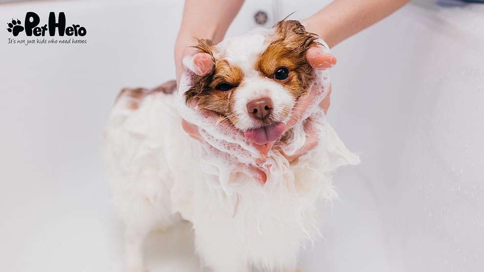 A step-by-step guide to dog grooming for beginners | Pet Hero