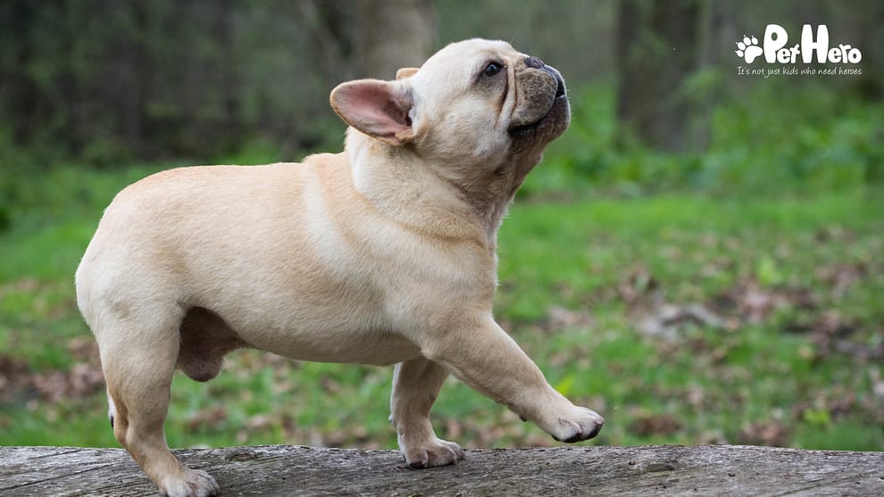 16 Dog breeds that don’t bark excessively