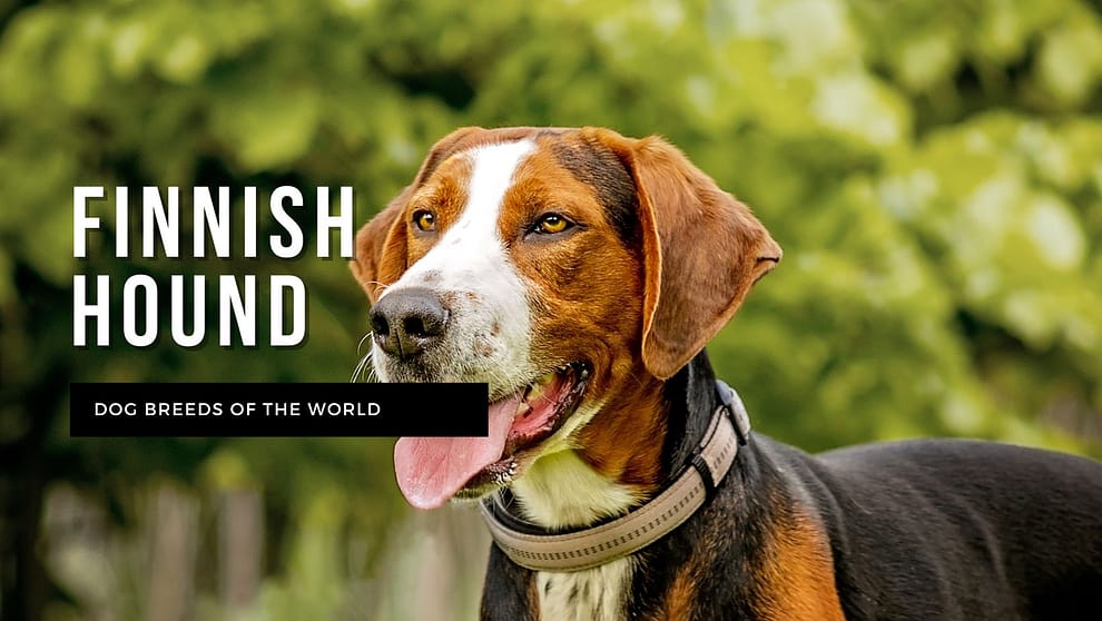 Everything to Know About the Finnish Hound Dog Breed | Pet Hero