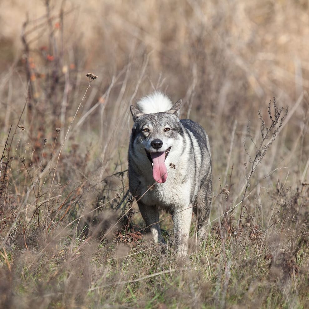 Canadian Eskimo/Inuit dog | Pet Hero