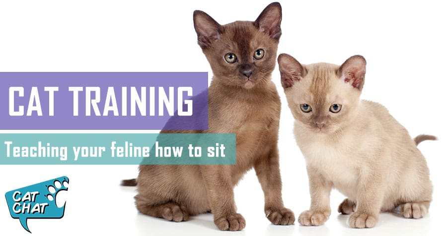 Cat Training - Teaching Your Feline How To Sit | Pet Hero