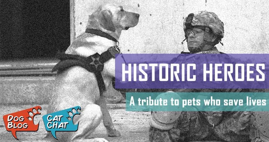 Historic Heroes - A Tribute To Pets Who Save Lives | Pet Hero