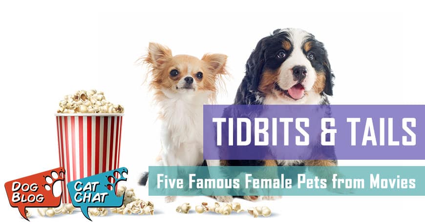 Five Famous Female Pets From Movies | Pet Hero