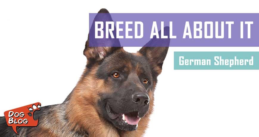German Shepherd Breed - Facts And Traits | Pet Hero
