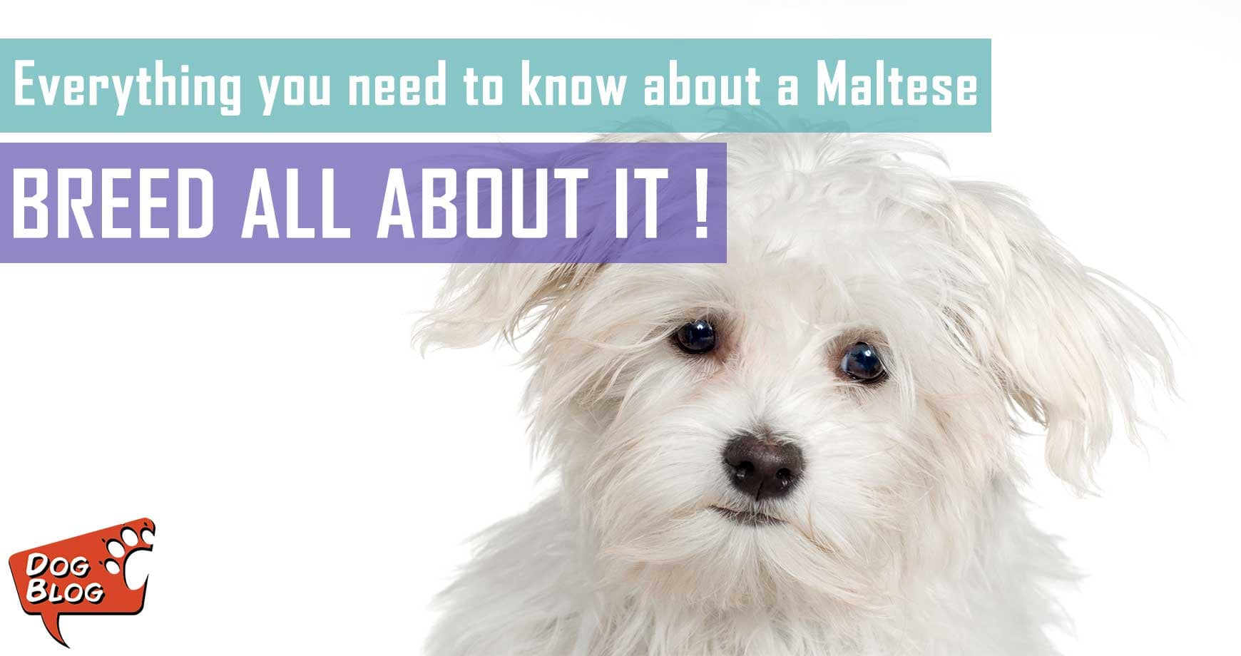 Maltese Breed - Facts And Traits | Pet Hero