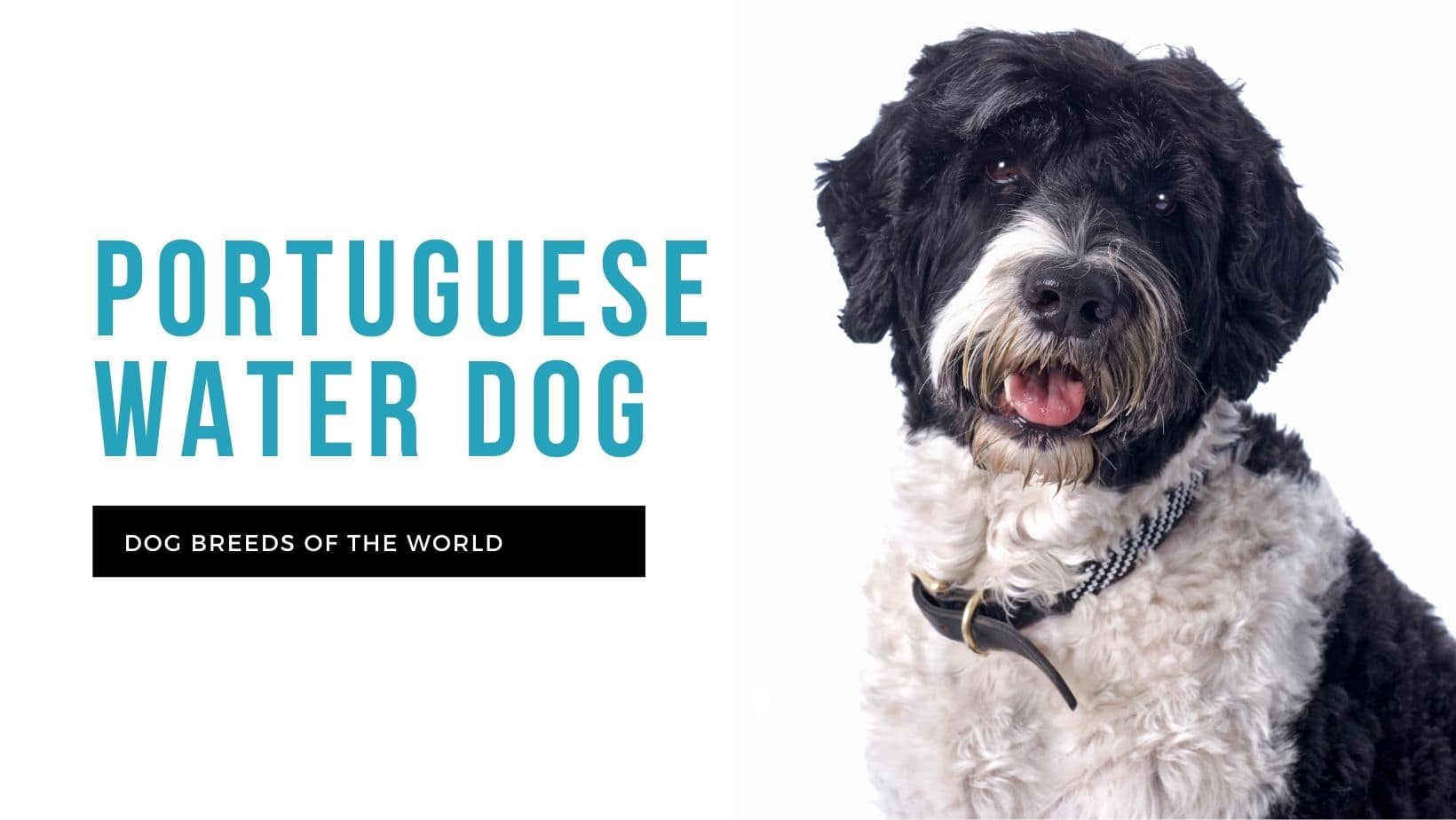 Portuguese Water Dog | Pet Hero