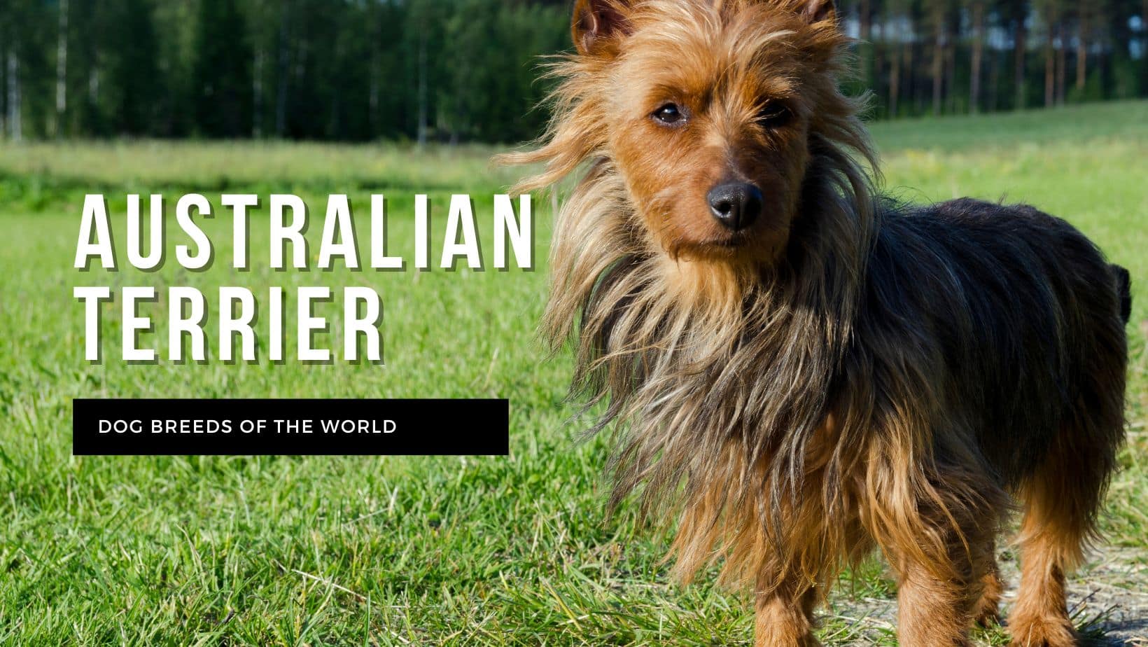 Australian Terrier | Pet Hero