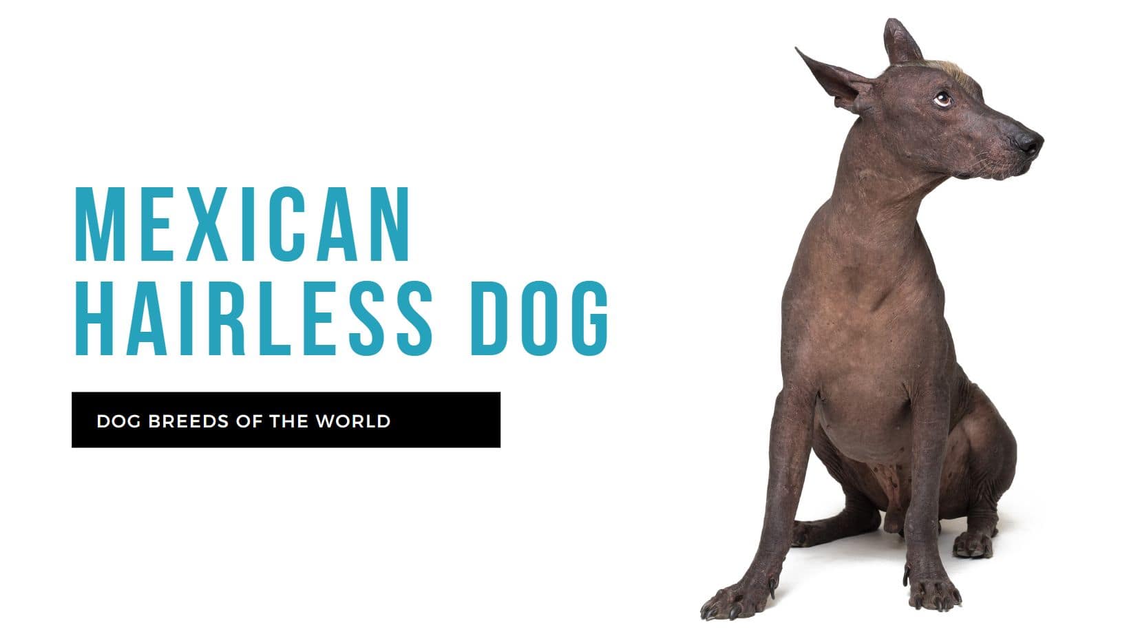Mexican Hairless Dog | Pet Hero
