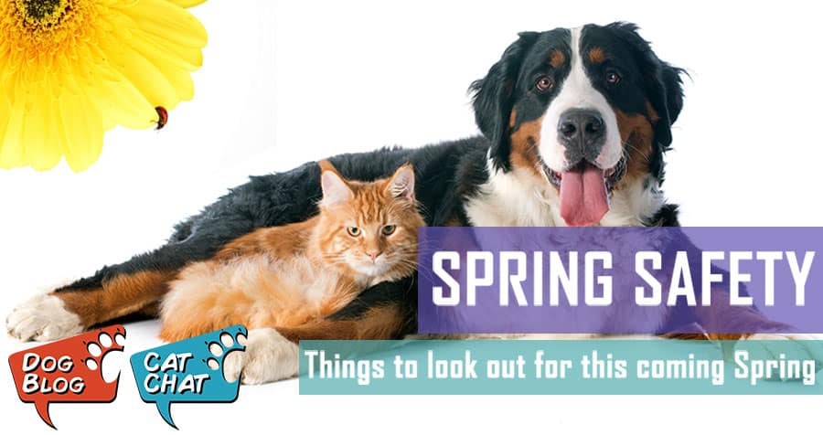 Spring Safety For Your Pet | Pet Hero